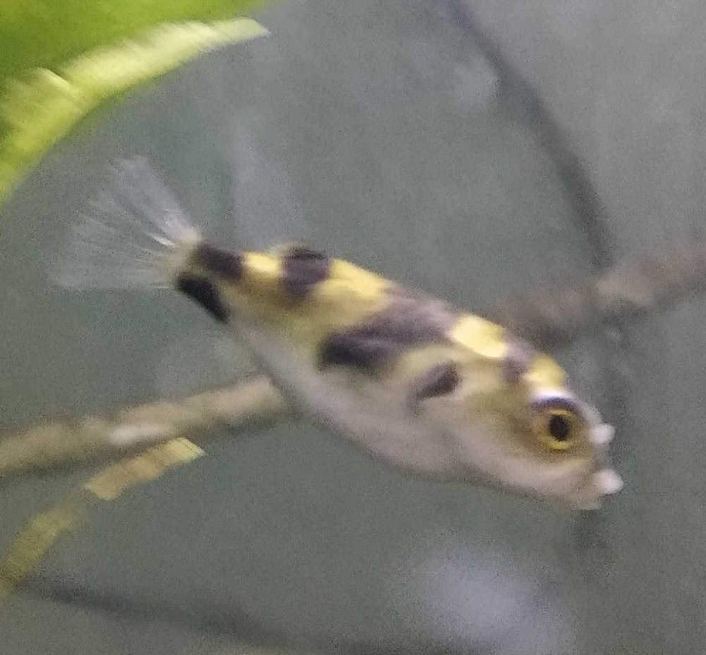 Kuglefisk amazonas - Colomesus asellus