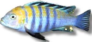 Cynotilapia afra red top