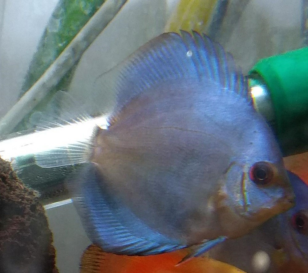 Discus Blue Diamond