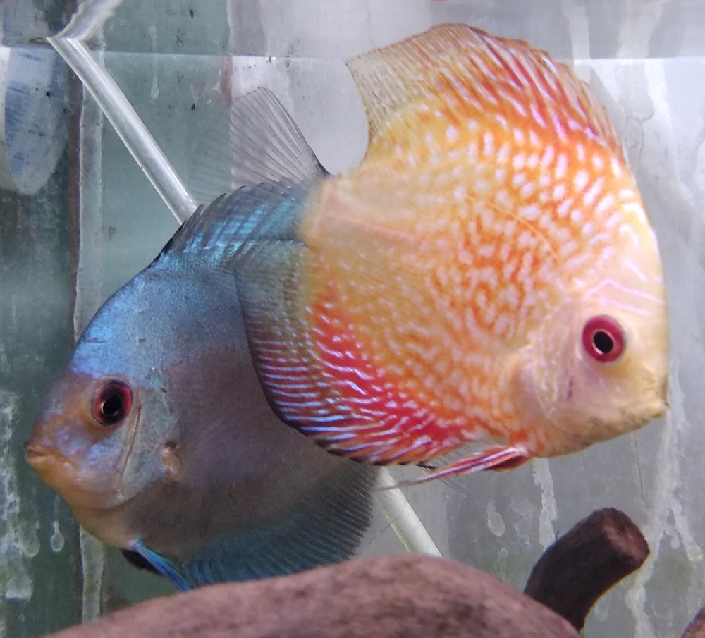 Discus Snakeskin Pidgeon