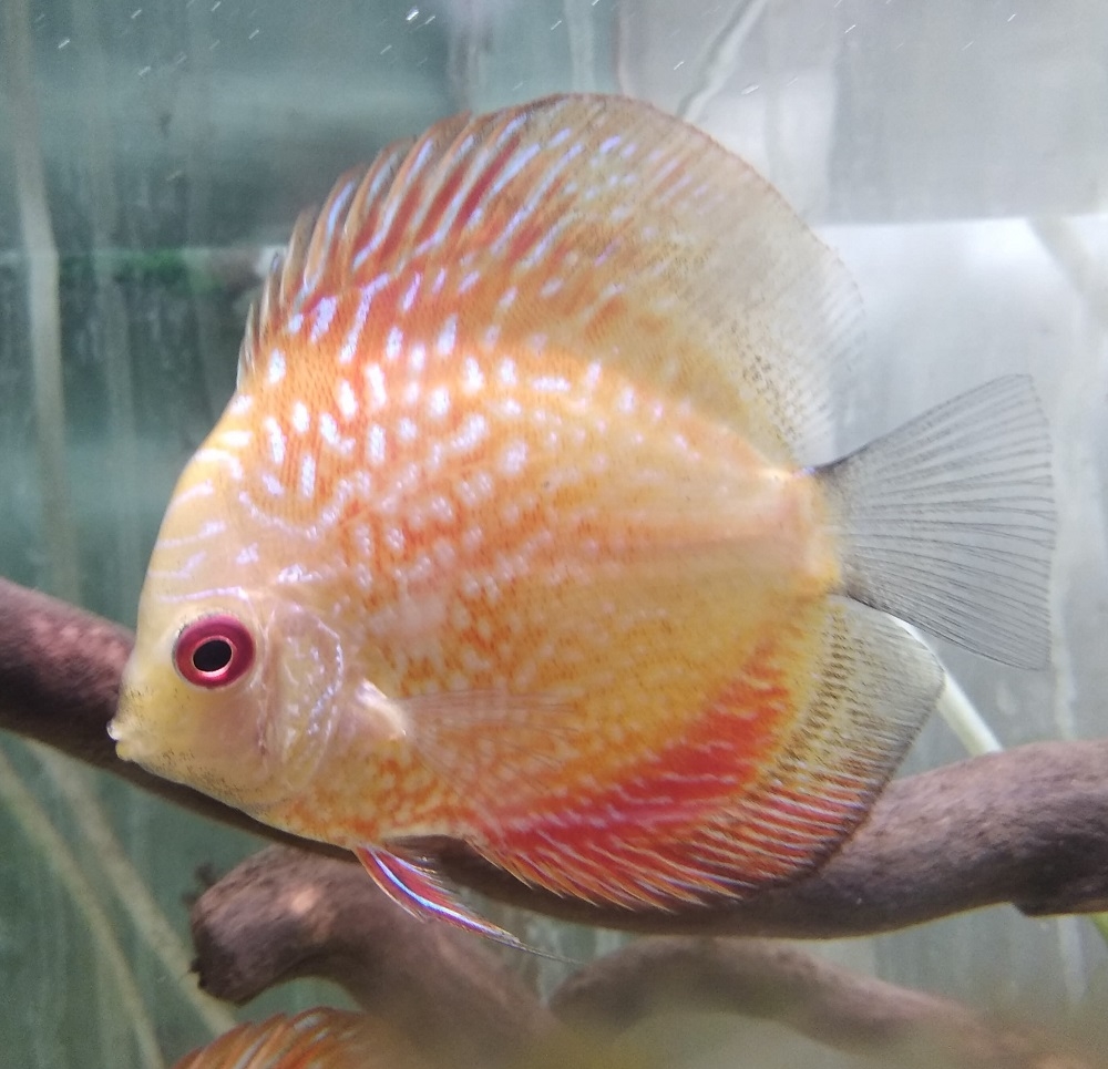 Discus Snakeskin Pidgeon