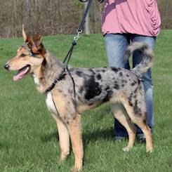 Anti tr k Sele Til Hund K b Anti tr k Seler Til Hunde anti-tr-k-sele-til-hund-k-b-anti-tr-k-seler-til-hunde
