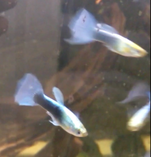 Guppy metallic blue neon