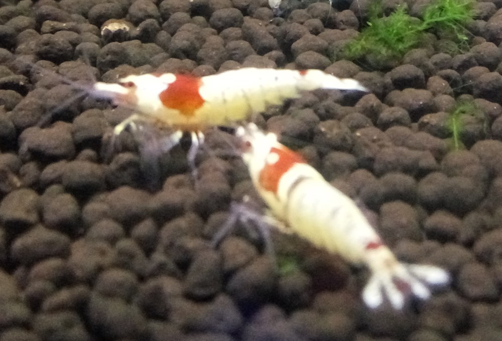 Hinomari Crystal red shrimp crs