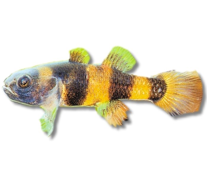 Humlebi Brachygobius xanthozona