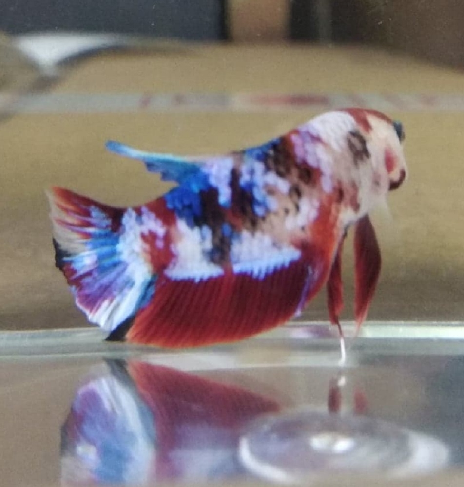 Kampfisk PKHM Galaxy Candy Han