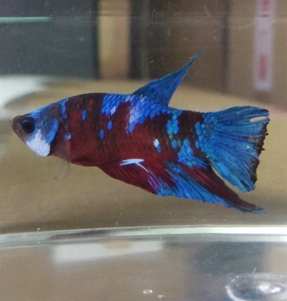 Kampfisk PKHM Galaxy Candy Han