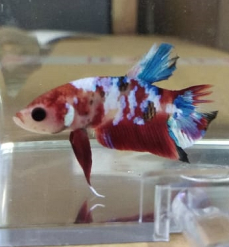 Kampfisk PKHM Galaxy Candy Han