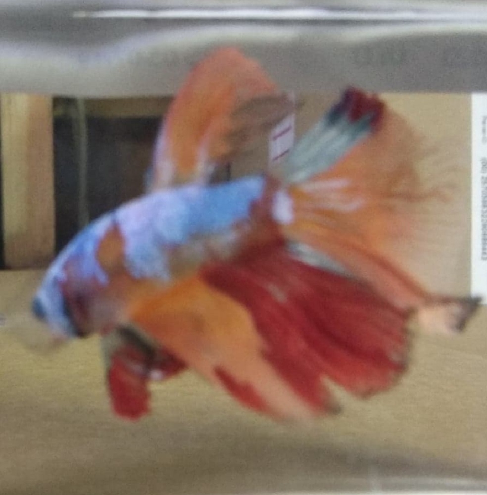 Kampfisk Super Delta Candy Han