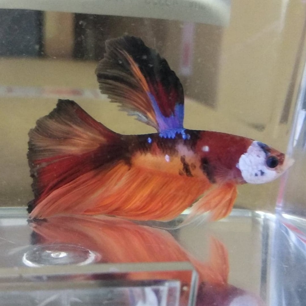 Kampfisk Super Delta Candy Han