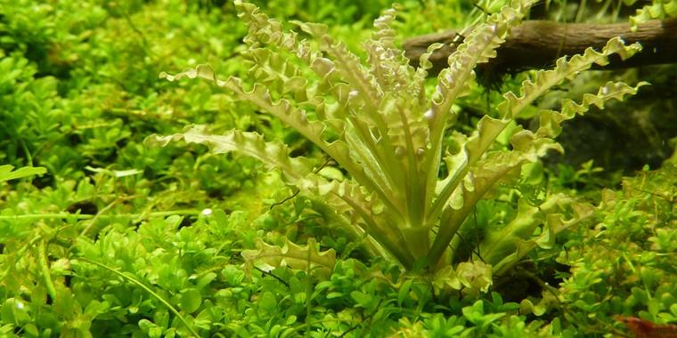 Pogostemon helferi 1-2-grow