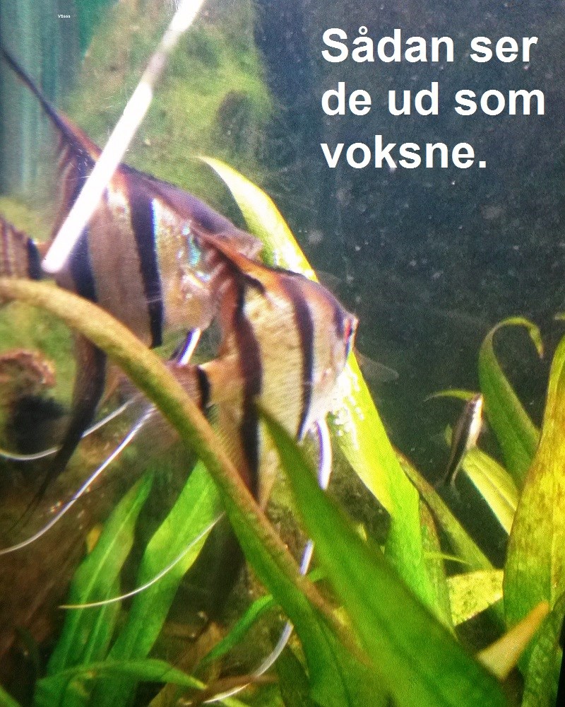 Scalare manacapuru red beck