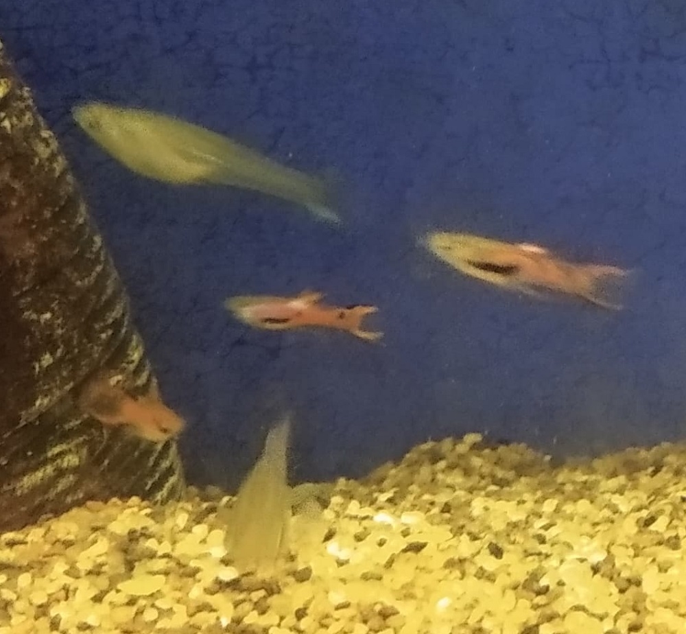 Poecilia endler - Scarlet guppy